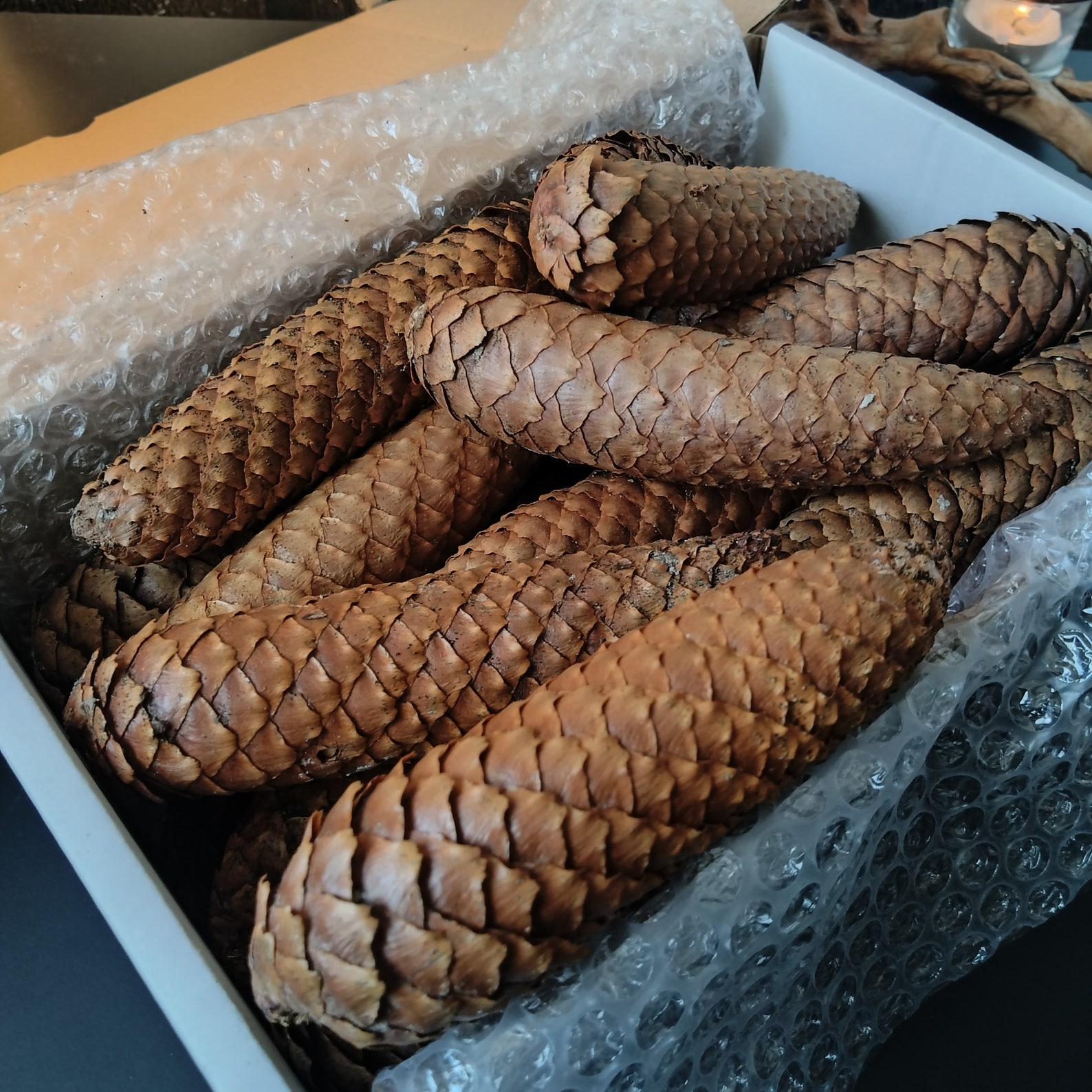 Spruce Cones Supplies for Cottage Core Artists, Fresh Pine Cones From ...