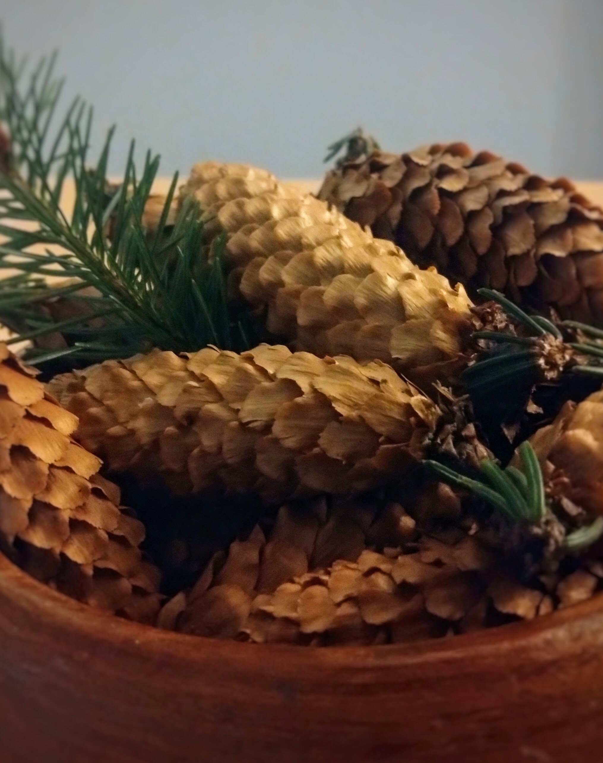 Spruce Cones Supplies for Cottage Core Artists, Fresh Pine Cones From ...