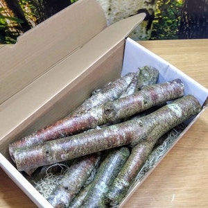 Rustic Birch Wood Sticks Bundle, Crafting Supplies, Natural Branches ...