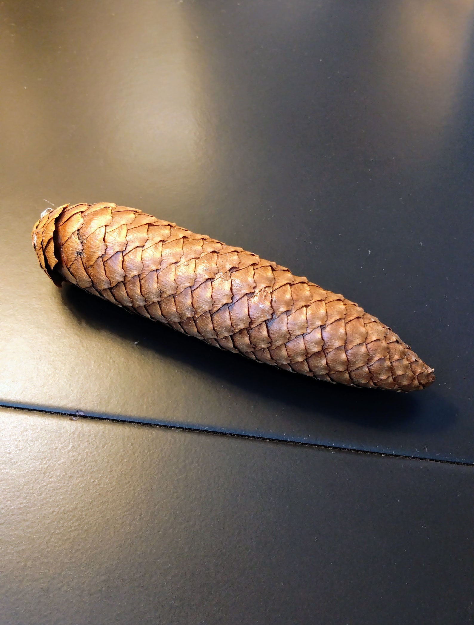 Spruce Cones Supplies for Cottage Core Artists, Fresh Pine Cones From ...