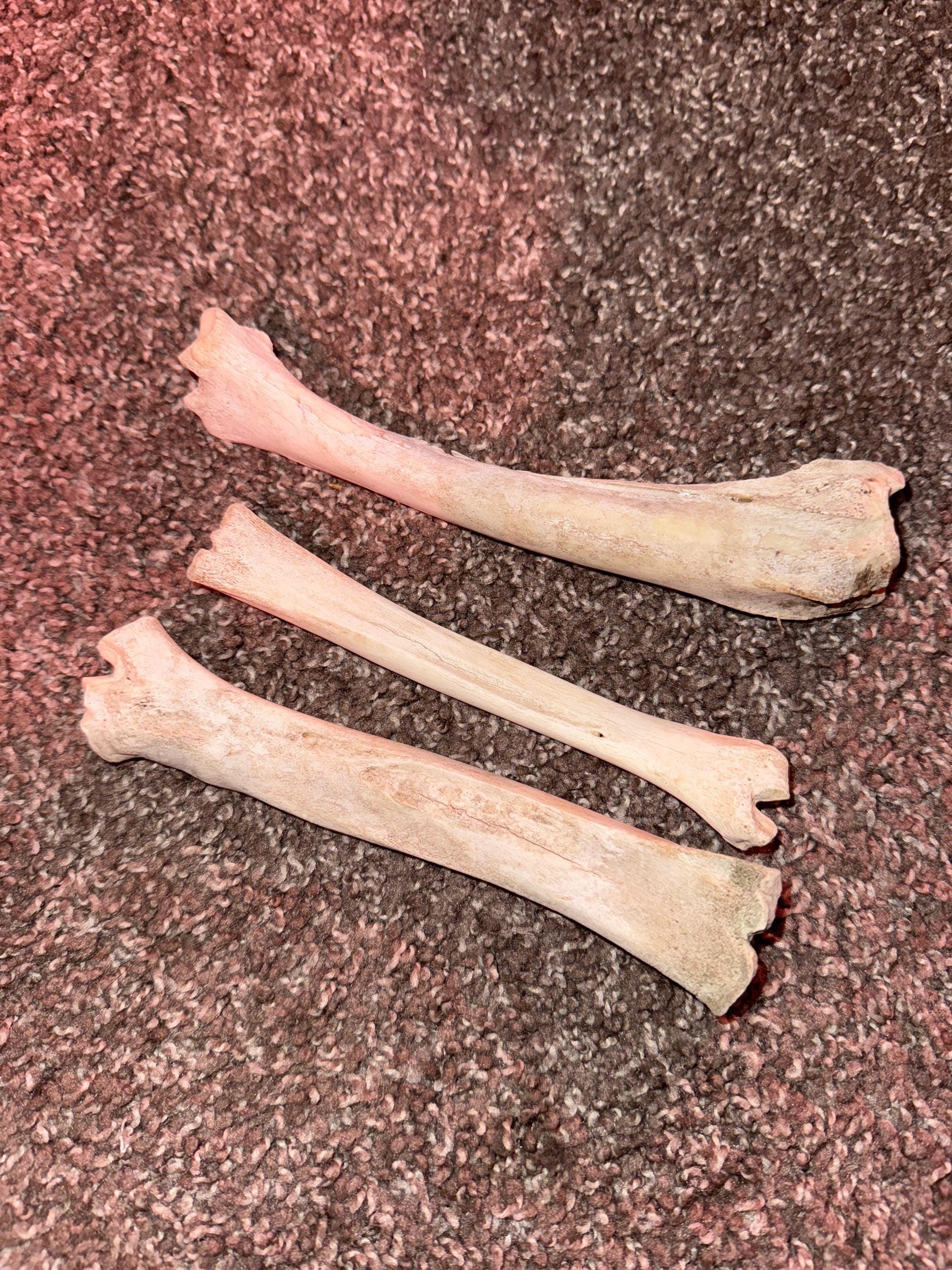 White Tail Deer Leg Bones (random Selection) - Etsy