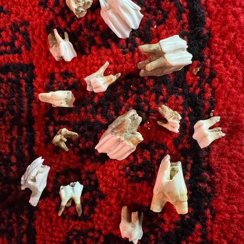 Elk Teeth - Etsy