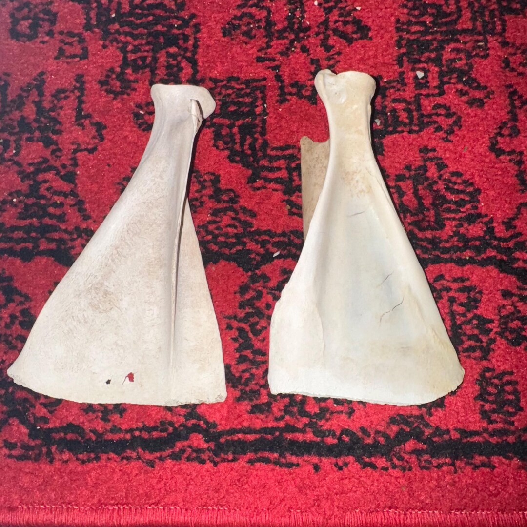 Deer Shoulder Blade Bones - Etsy
