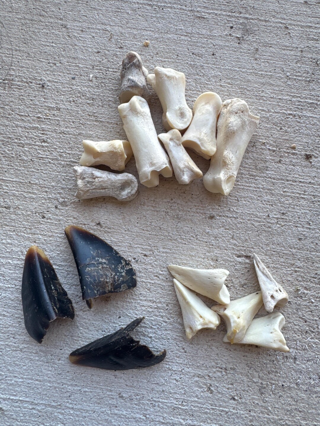 Deer Knuckle and Hoof Bones - Etsy