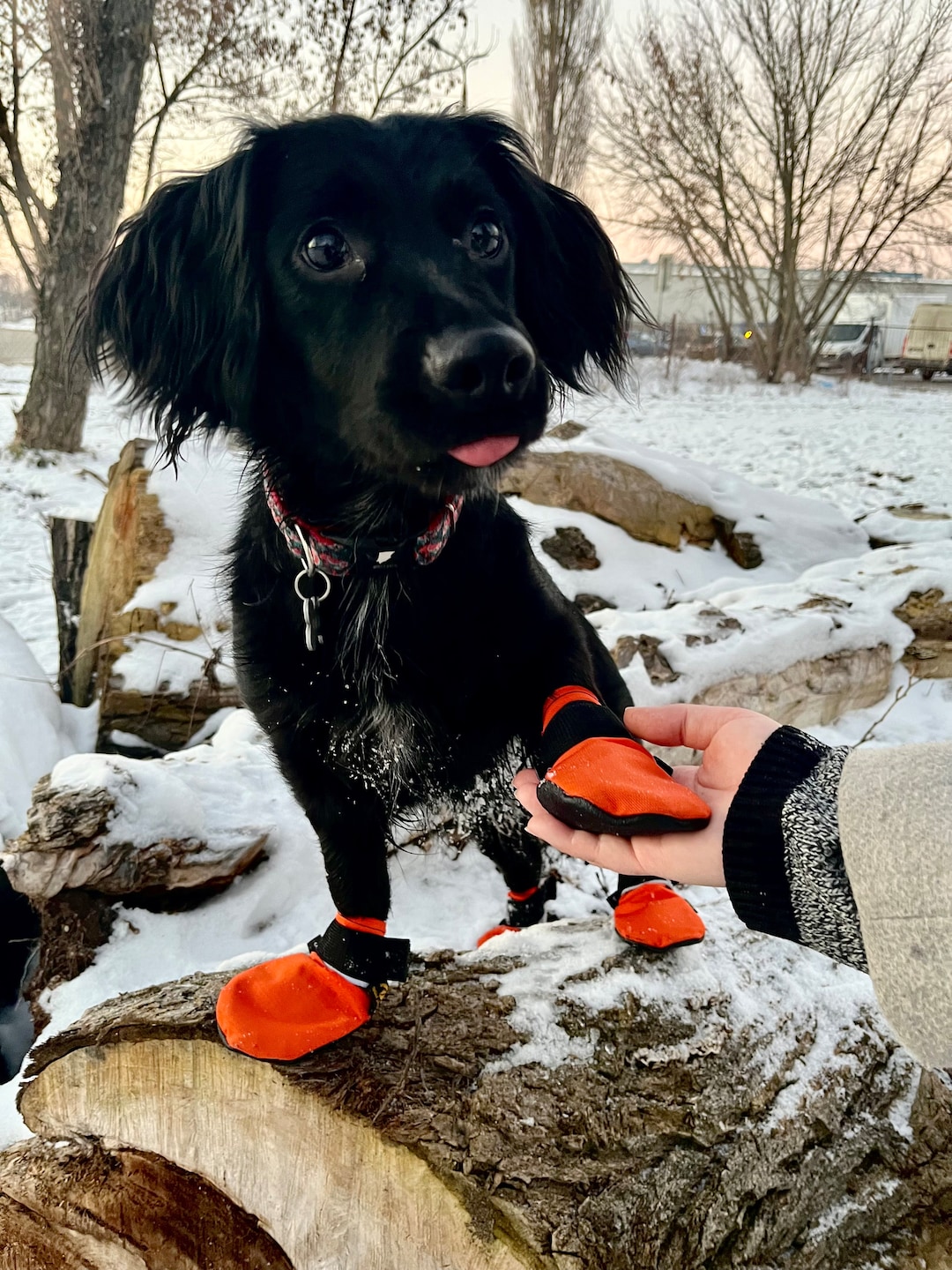 Dog Boots Anti-slip, Cordura Protect From Cactus, Sled Dog Snow Boots ...