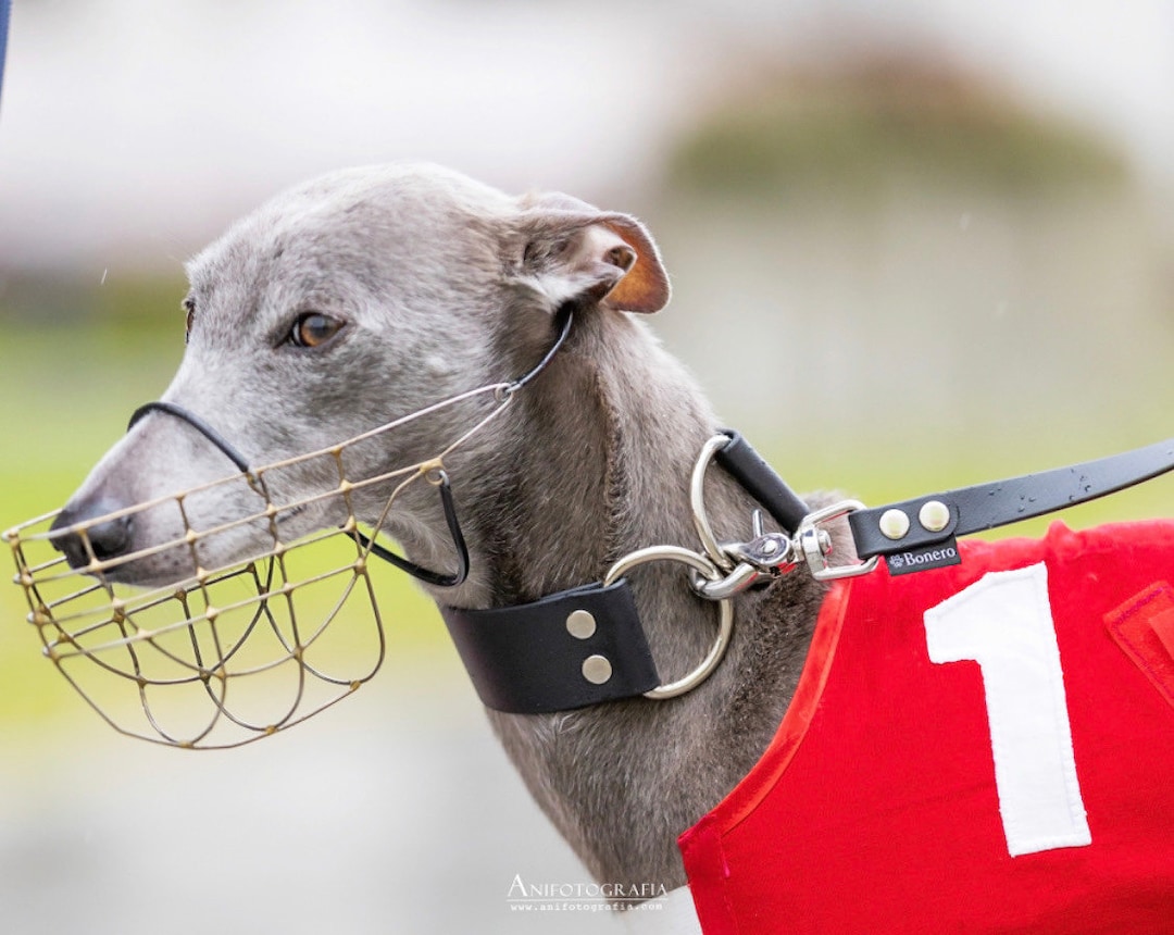 Sports Collar, Lure Coursing Collars , Various Colors - Etsy