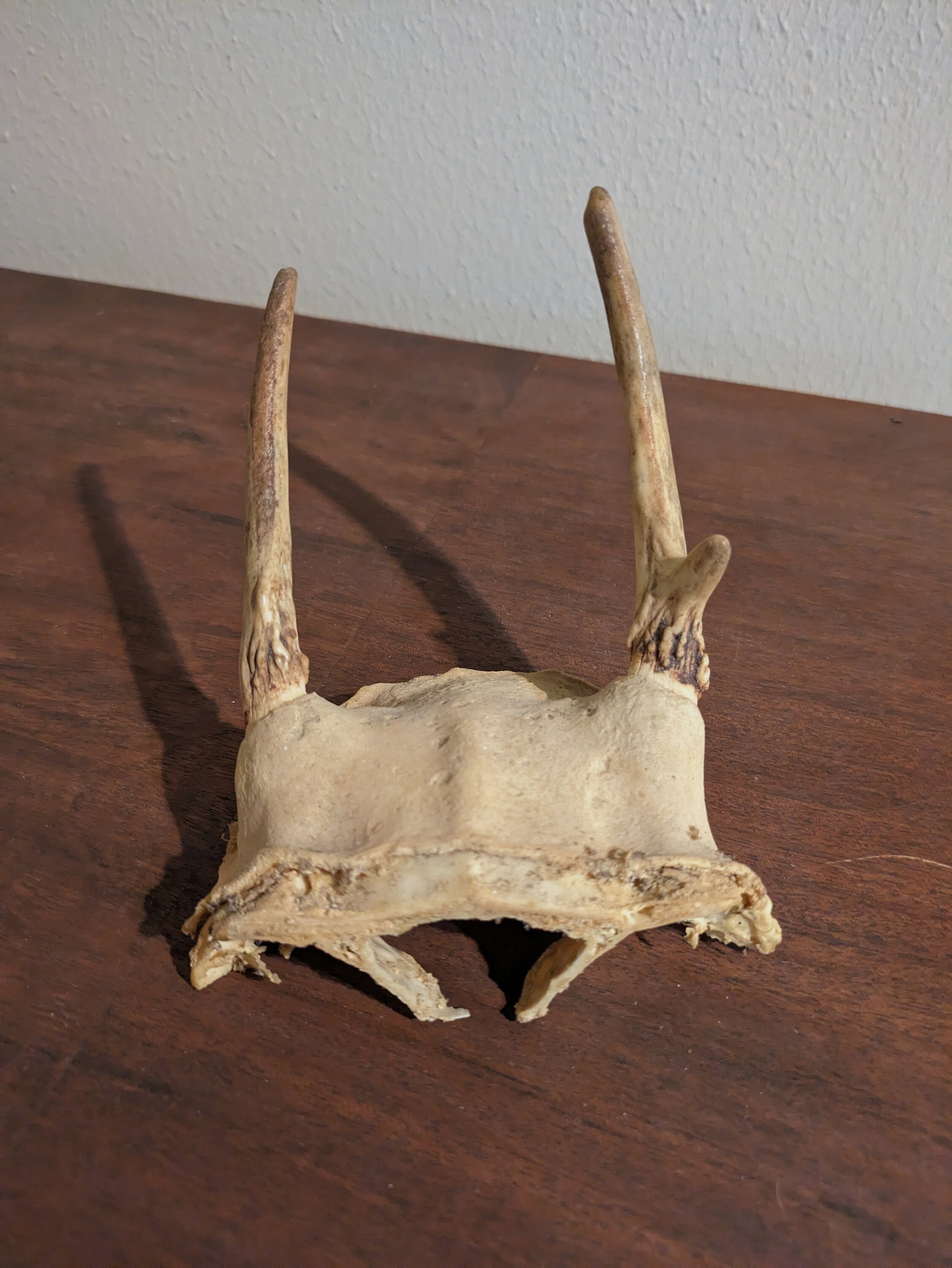 Vintage Spikehorn Deer Antlers Skullcap Bone - Etsy