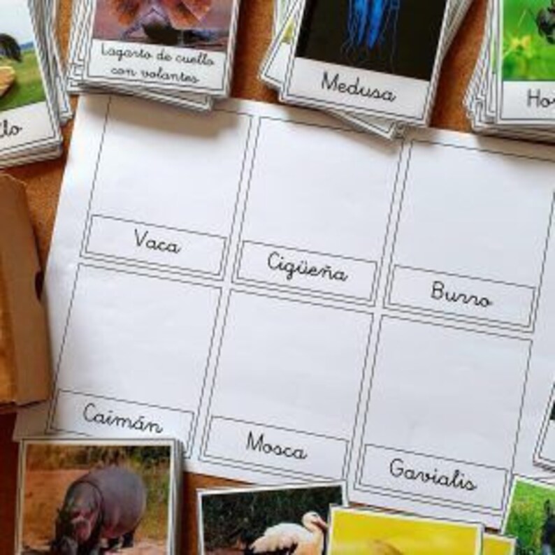 Animal Educational Cards With Real Images 108 Cards - Etsy