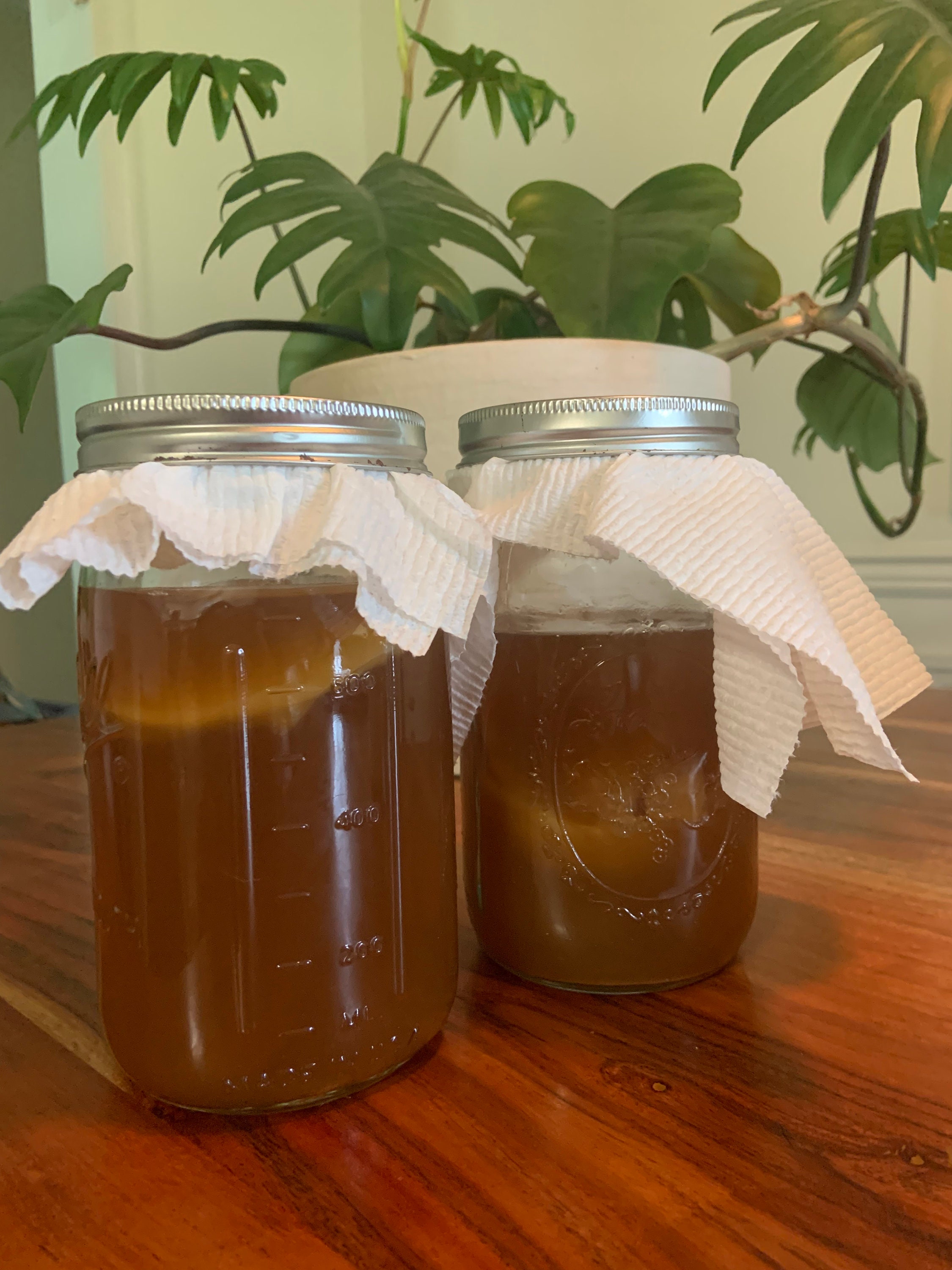 Kombucha Scoby - Etsy