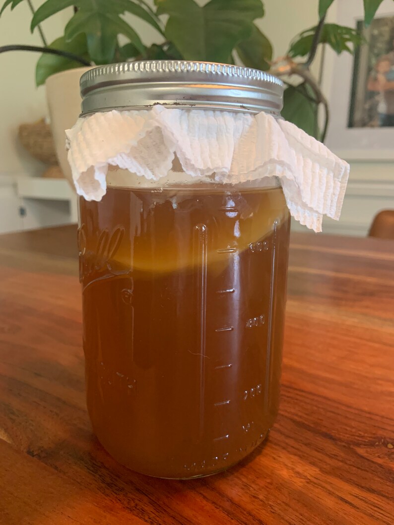 Kombucha Scoby - Etsy