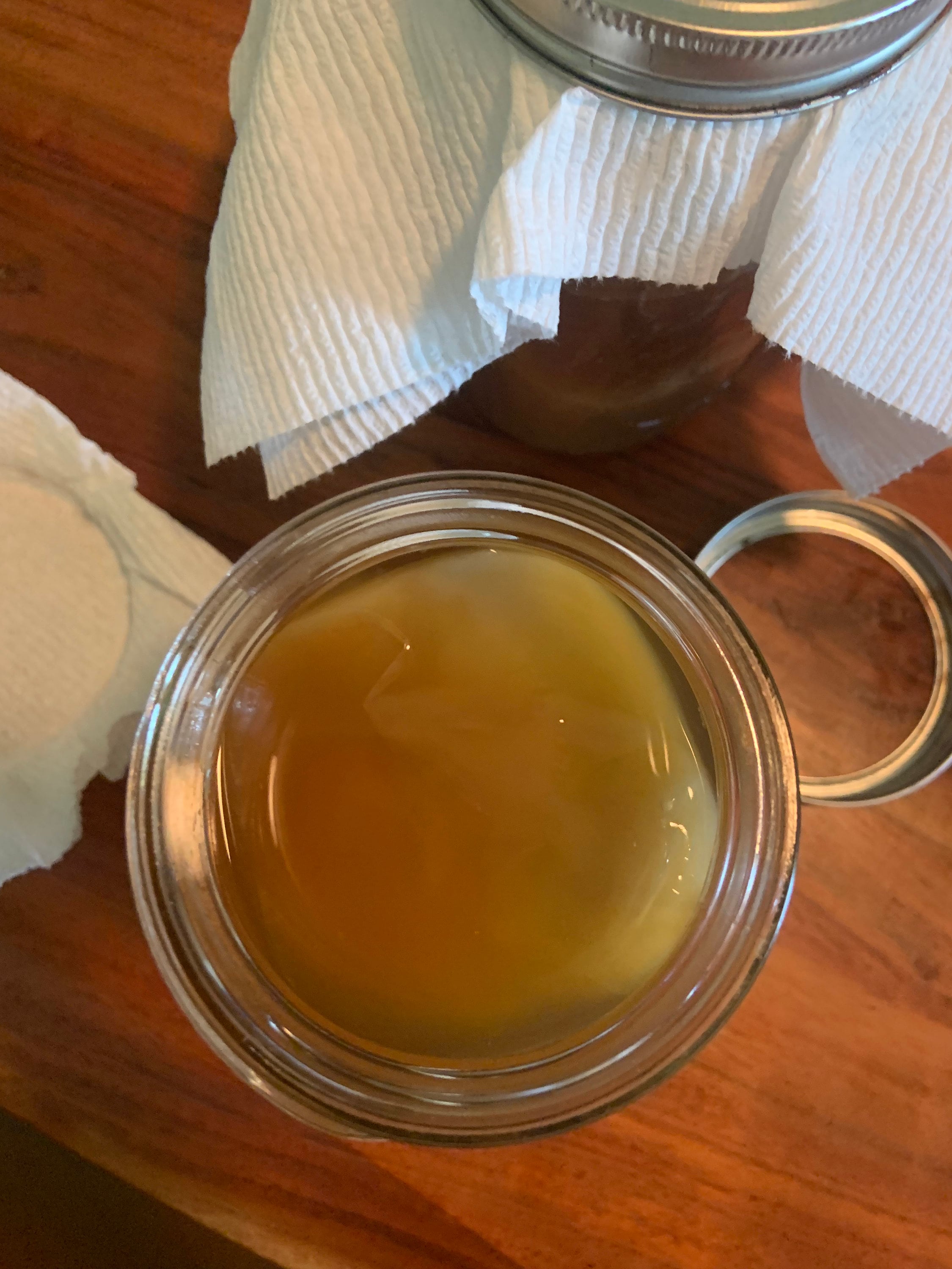 Kombucha Scoby - Etsy