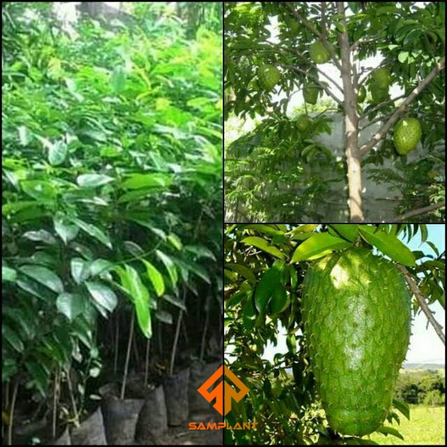 Graviola Tree In Kerala