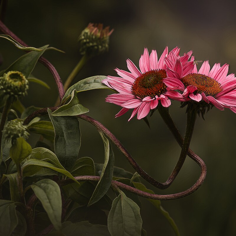 Pink Fine Art Print - Etsy