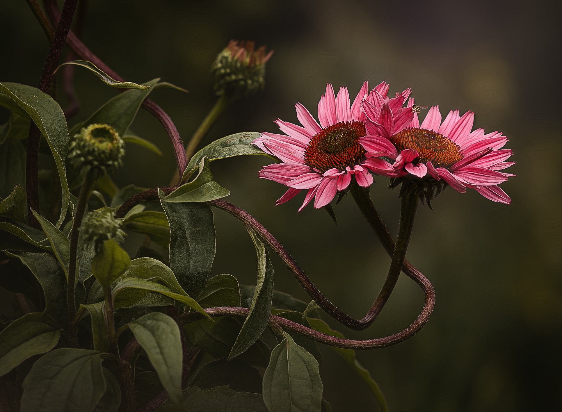 Echinacea Entwined, Flower Wall Art, Botanical Fine Art Print, Flower ...