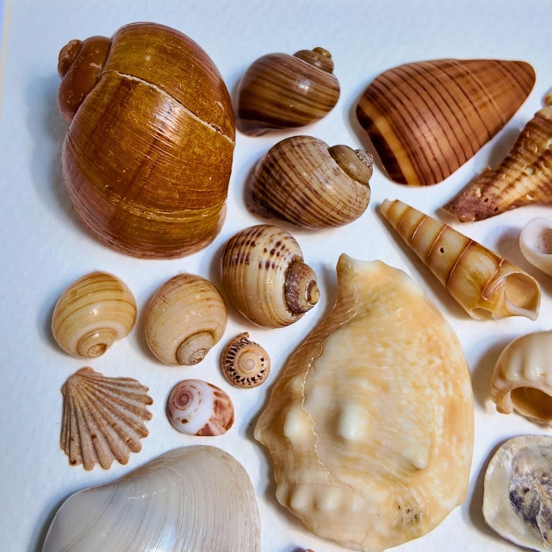 Gradient Brown & Purple, Sea Shell Art, in Shadow Box, Beach Wall Art ...