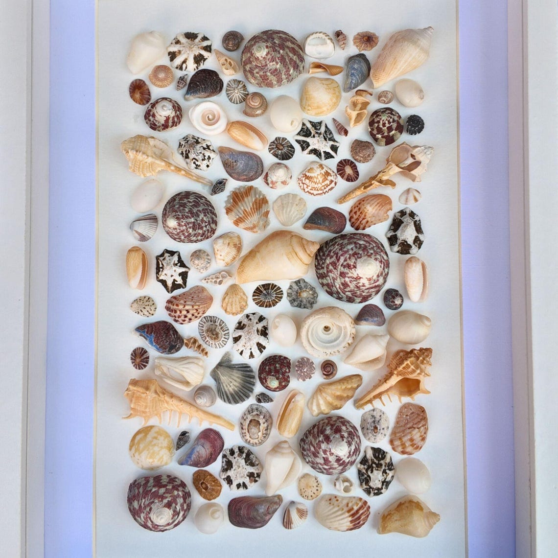 Seashell Art, Home Decor for Walls, in Shadow Box, Beach Wall Art, Gift ...