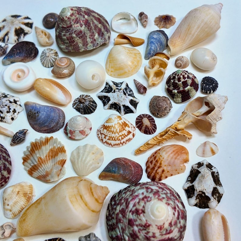 Seashell Art, Home Decor for Walls, in Shadow Box, Beach Wall Art, Gift ...