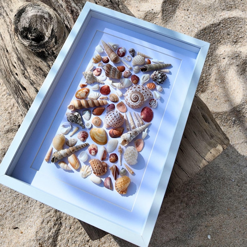 Home Decor for Walls, Seashell Art, in Shadow Box, Beach Wall Art, Gift ...