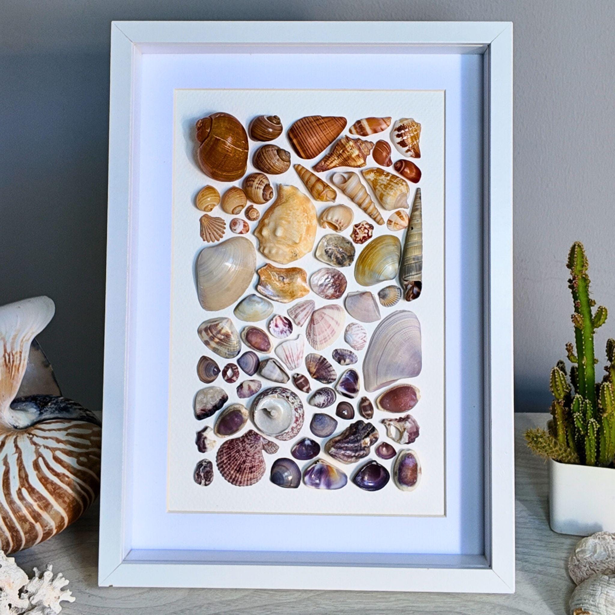 Gradient Brown & Purple, Sea Shell Art, in Shadow Box, Beach Wall Art ...