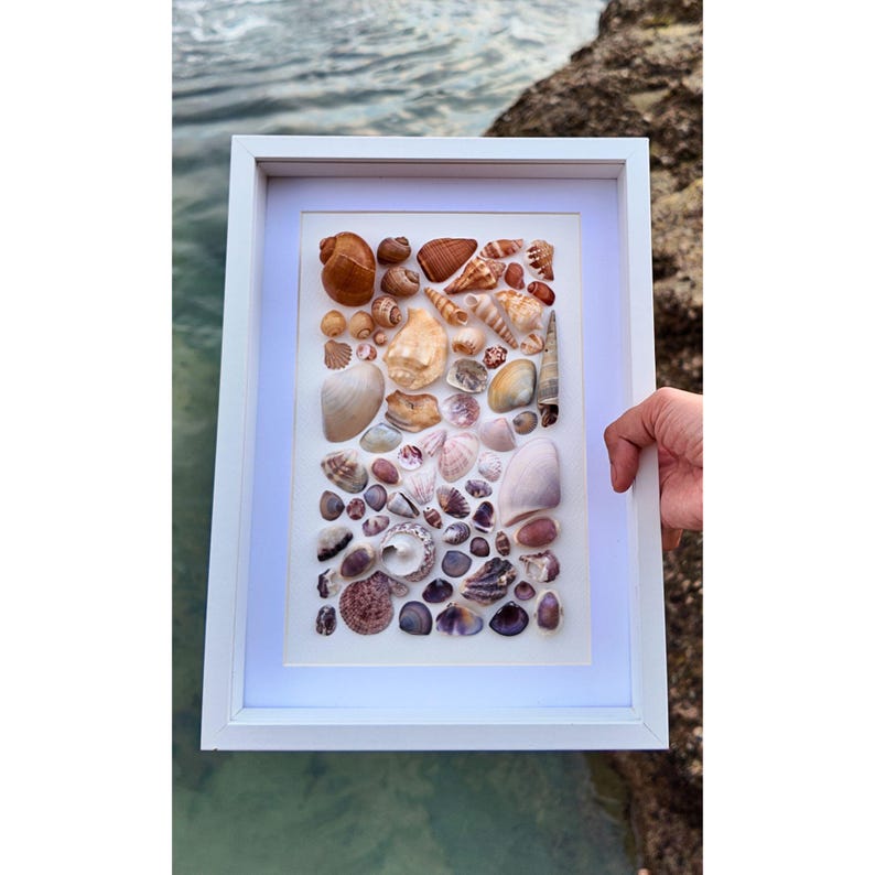 Gradient Brown & Purple, Sea Shell Art, in Shadow Box, Beach Wall Art ...