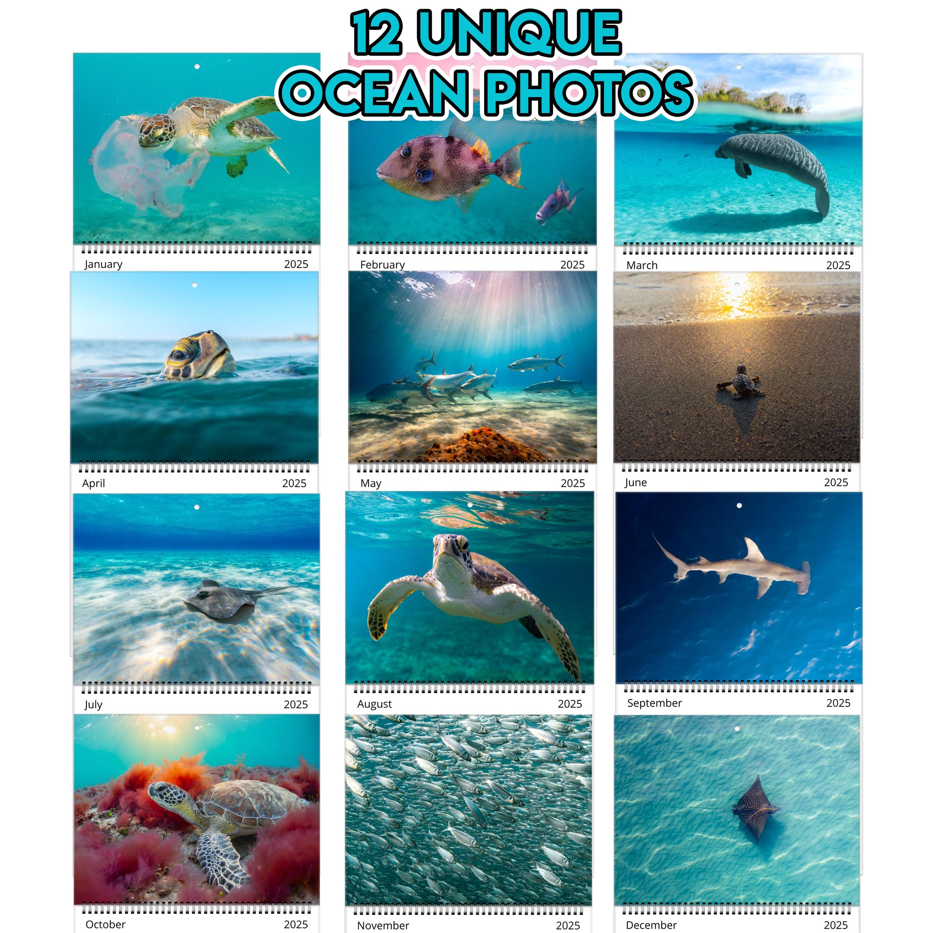 The Living Sea 2025 Wall Calendar – Ocean Photography Featuring Sea ...