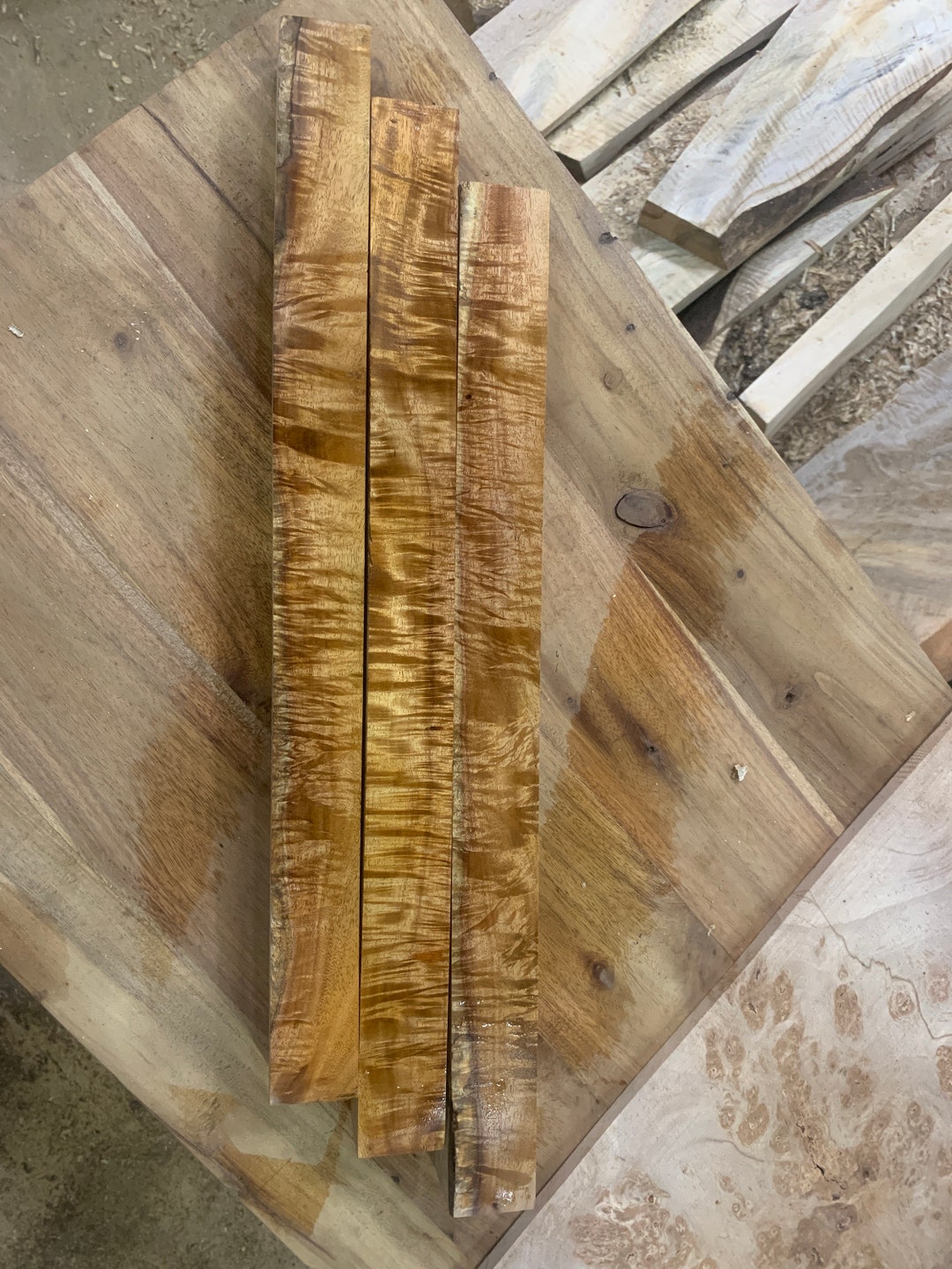 Curly Acacia Auriculiformis for Cues Blanks - Etsy