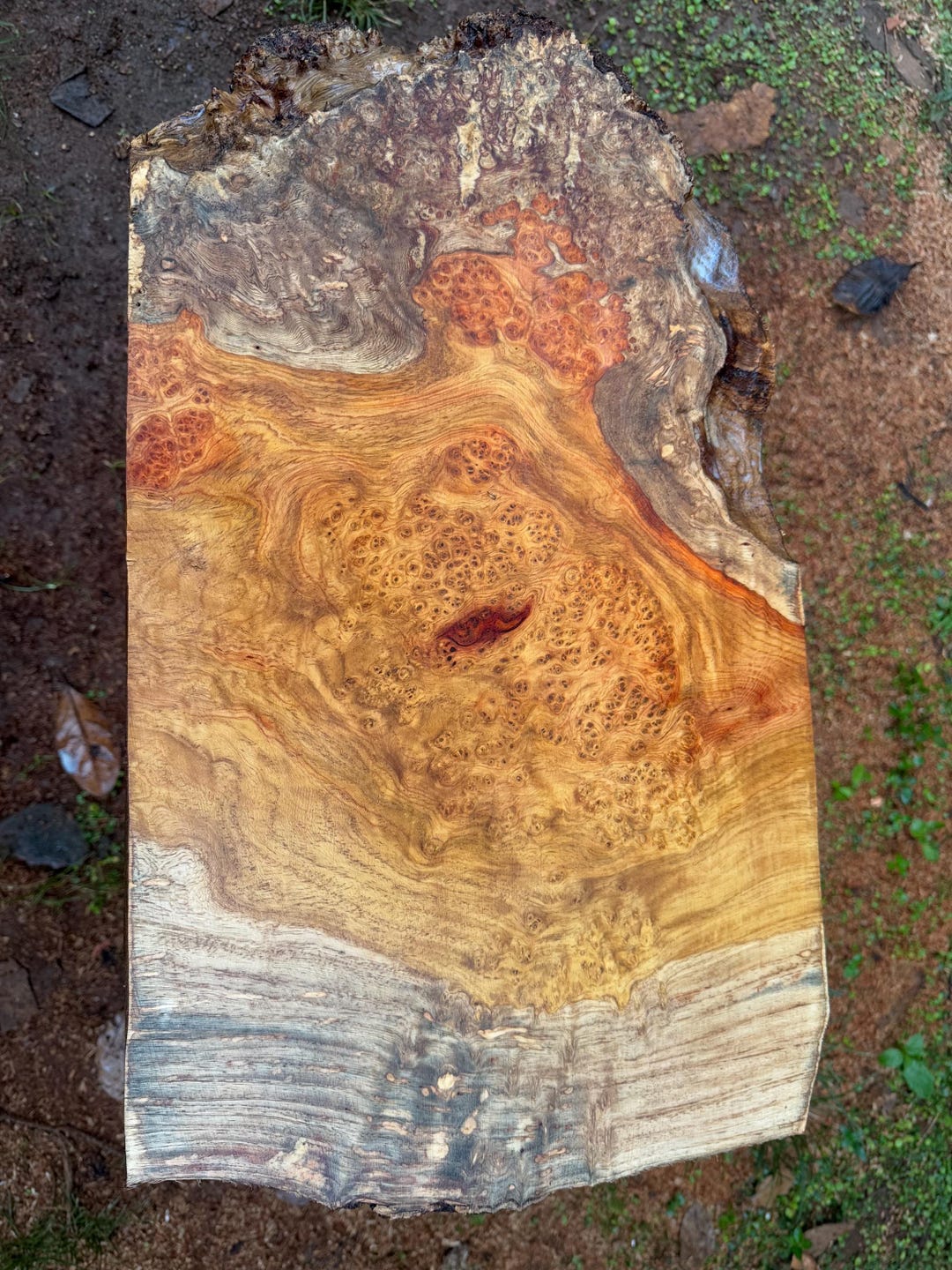 Amboyna Burl Slab | Unique Wood Cutting Board, Craft Wood (66mm Thick ...