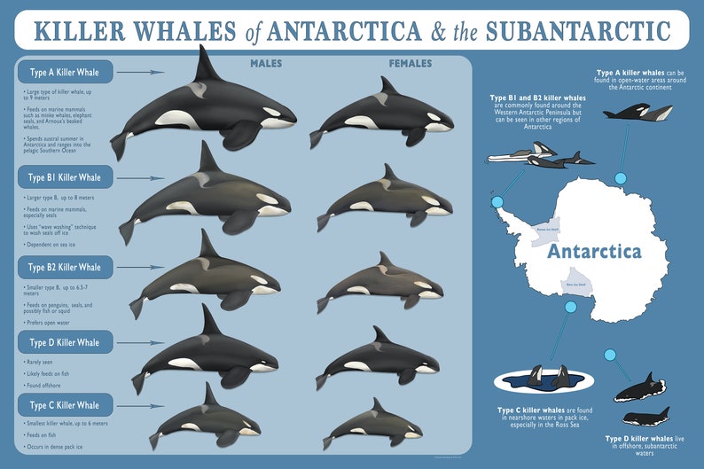 Killer Whales of Antarctica & the Subantarctic (PNG Digital Download ...