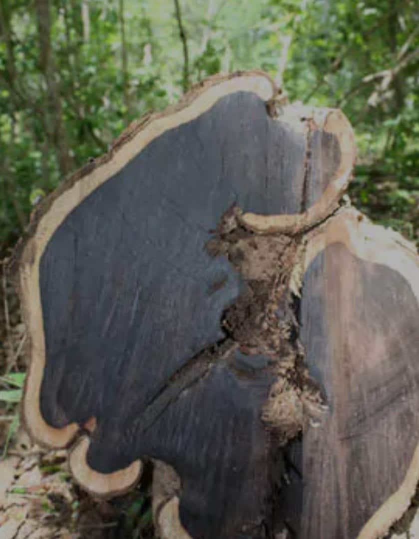 Chic Handmade Compressed Towelette Trays - Etsy