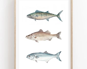 Coastal Gamefish of Cape Cod Fish Art Poster - Etsy