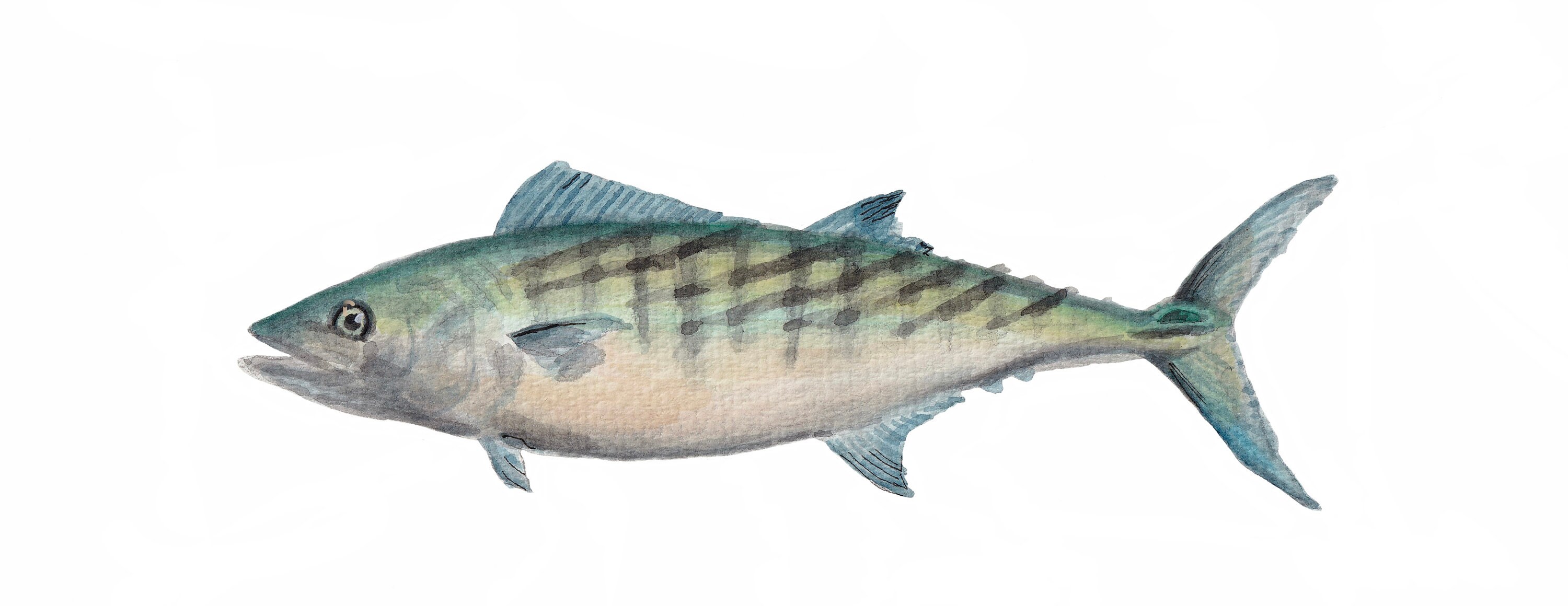 Atlantic Bonito Fish Watercolor Poster Print - Cape Cod Massachusetts ...