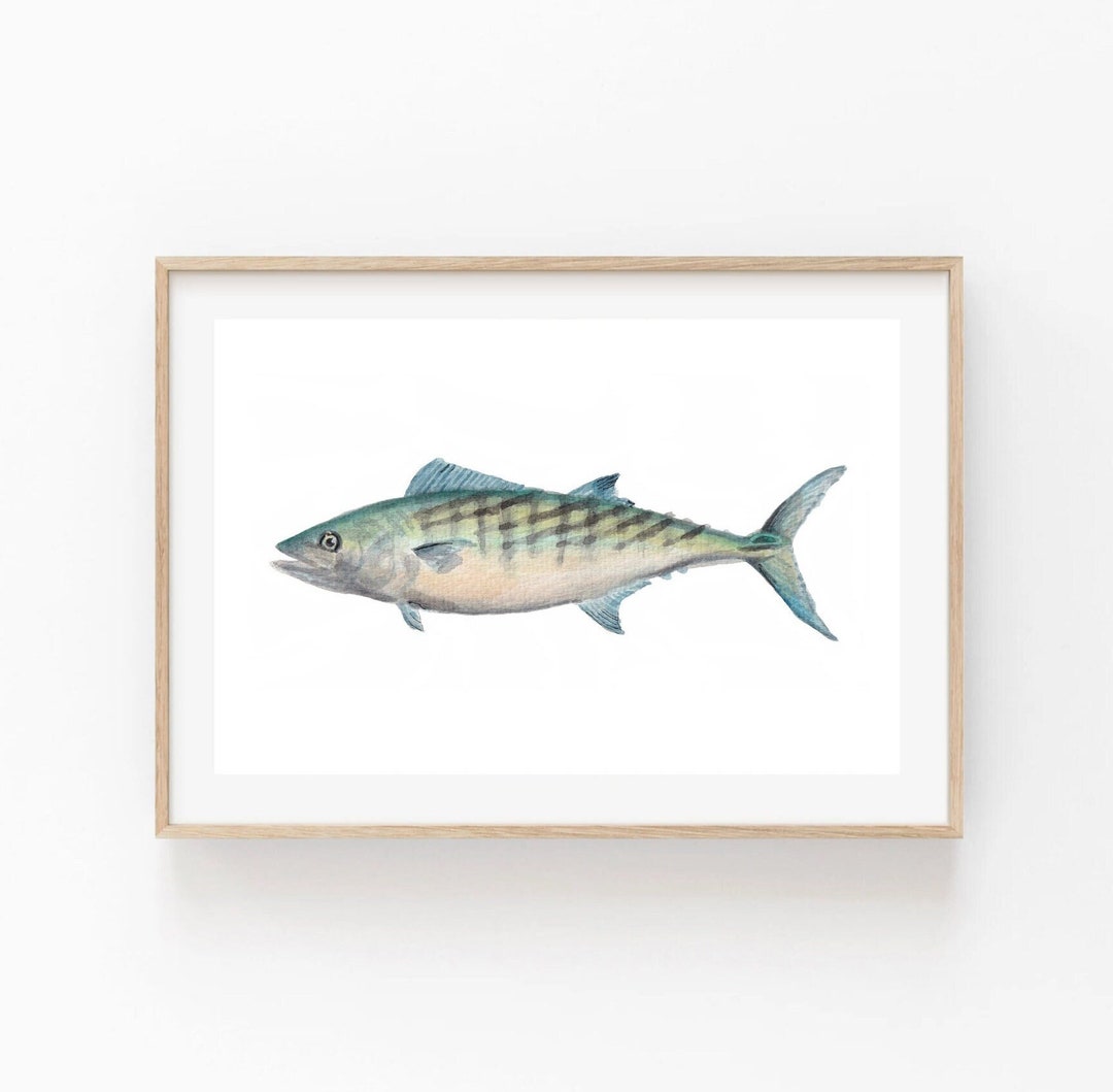 Atlantic Bonito Fish Watercolor Poster Print - Cape Cod Massachusetts ...