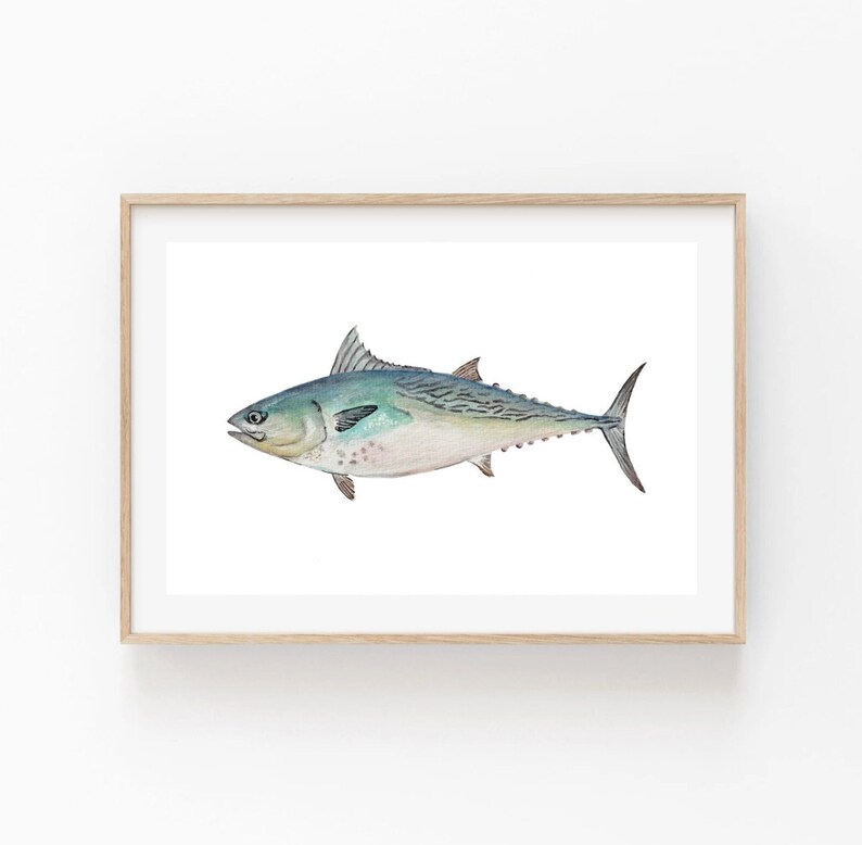 False Albacore Fish Watercolor Print - Cape Cod Massachusetts New ...
