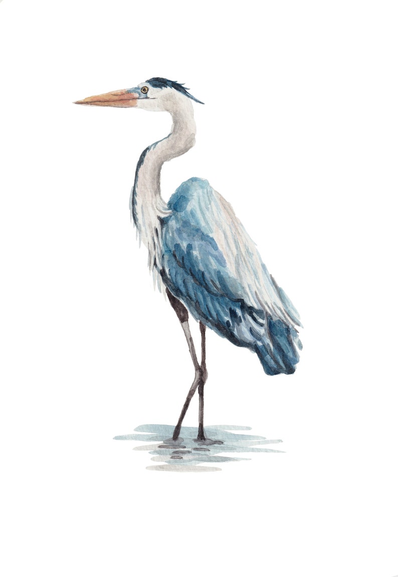 Great Blue Heron Bird Prints Coastal Art Audubon Watercolor Poster ...