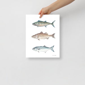 Cape Cod Fish Watercolor Art Print: Striped Bass, Bonito, Bluefish - Etsy