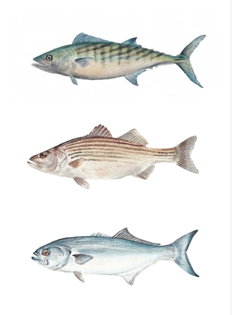 Cape Cod Fish Watercolor Art Print: Striped Bass, Bonito, Bluefish - Etsy
