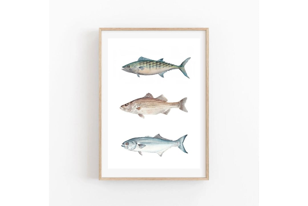 Cape Cod Fish Watercolor Art Print: Striped Bass, Bonito, Bluefish - Etsy