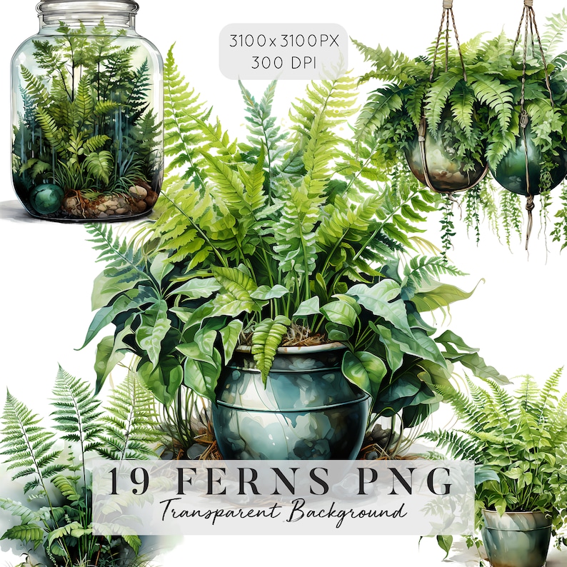 19 Ferns Clipart, PNG With Transparent Background, House Plant Potted ...