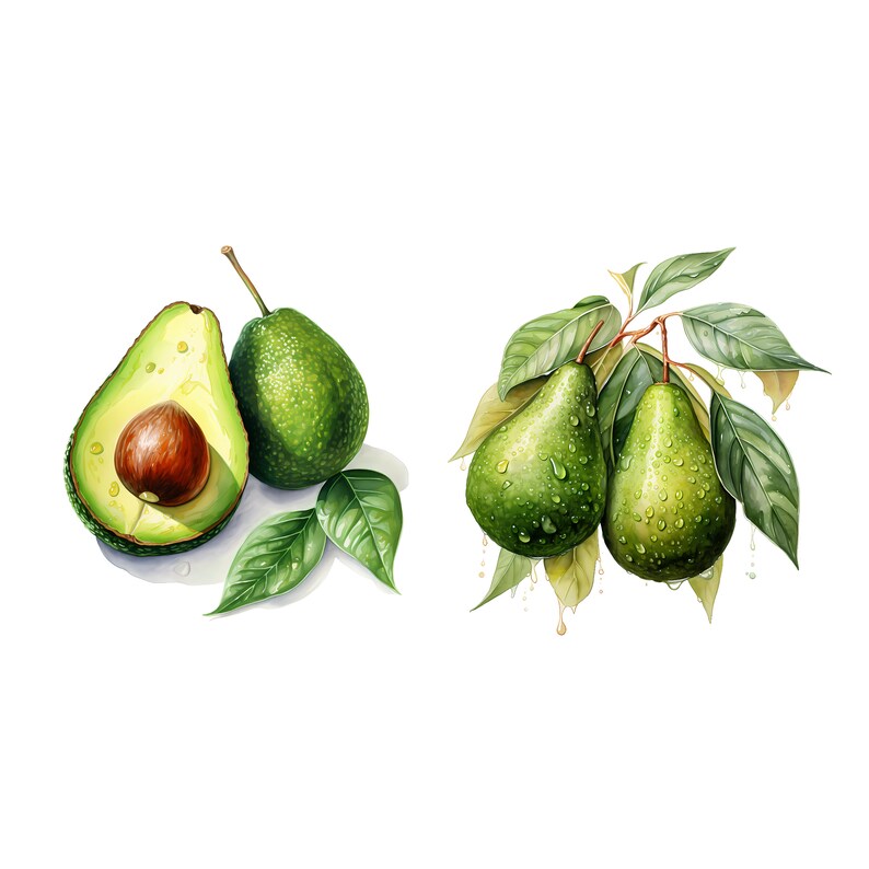 14 Avocado Clipart, Watercolor Avocado With Transparent Background, PNG ...