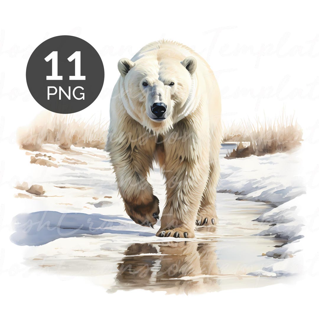 Watercolor Polar Bear Clipart: Arctic PNG Images (digital Download) - Etsy