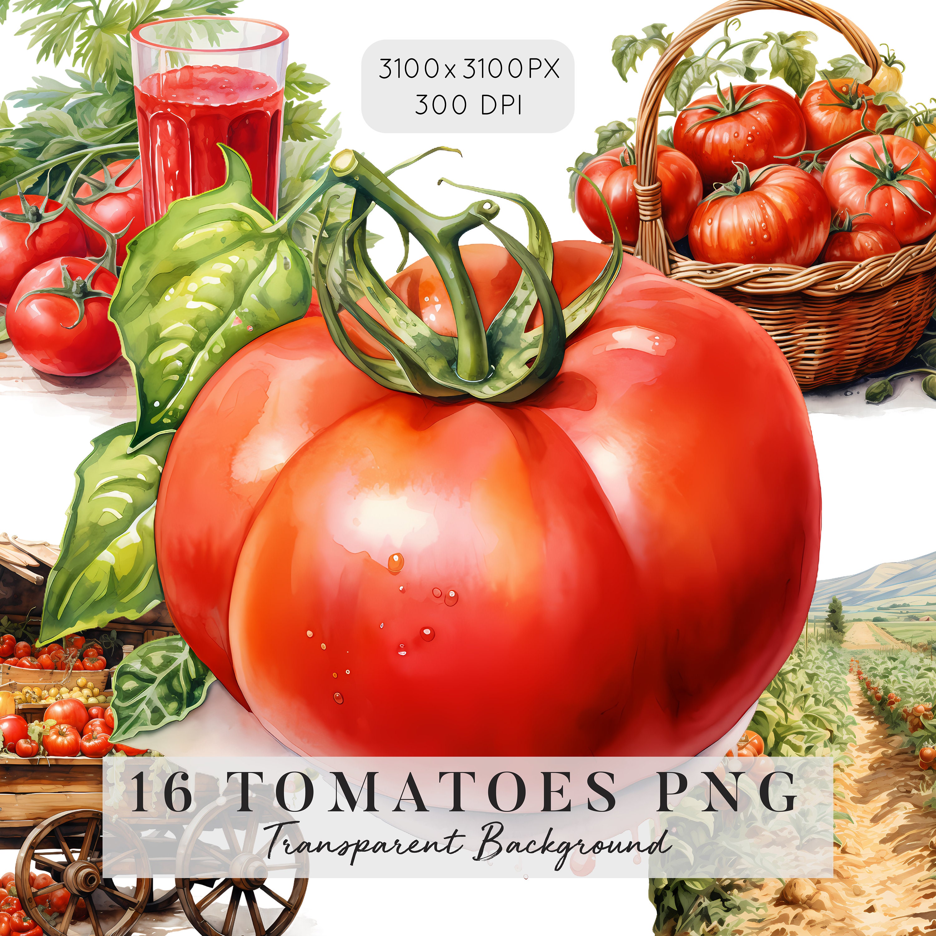 16 Tomatoes Clipart, Watercolor Tomatoes With Transparent Background ...