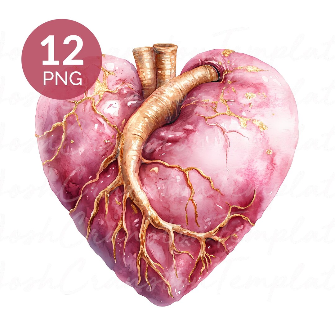 Anatomical Heart Watercolor Pngs for Junk Journals and Crafts - Etsy