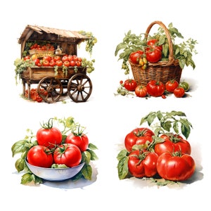 16 Tomatoes Clipart, Watercolor Tomatoes With Transparent Background ...