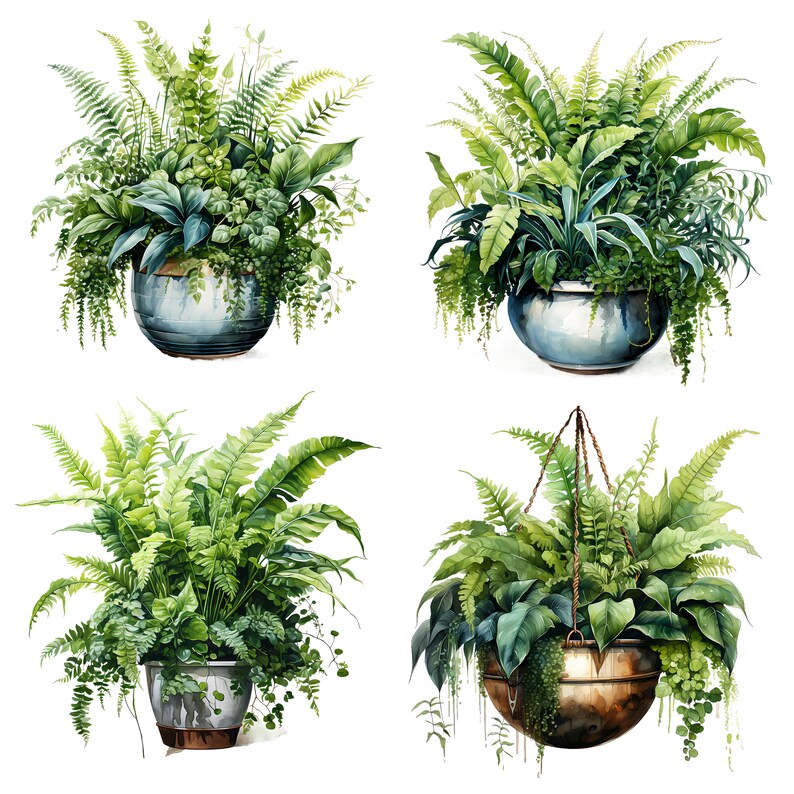 19 Ferns Clipart, PNG With Transparent Background, House Plant Potted ...