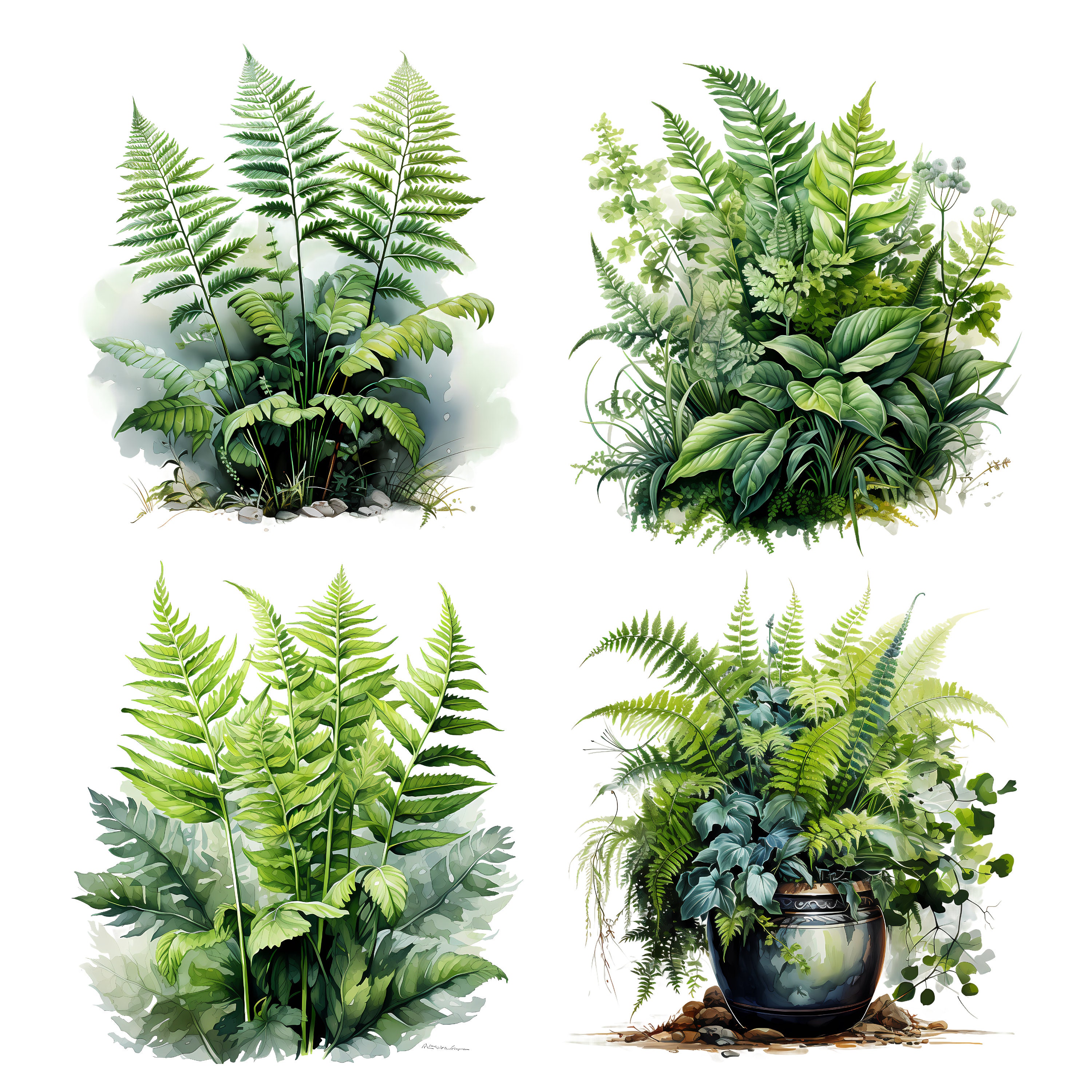 19 Ferns Clipart, PNG With Transparent Background, House Plant Potted ...