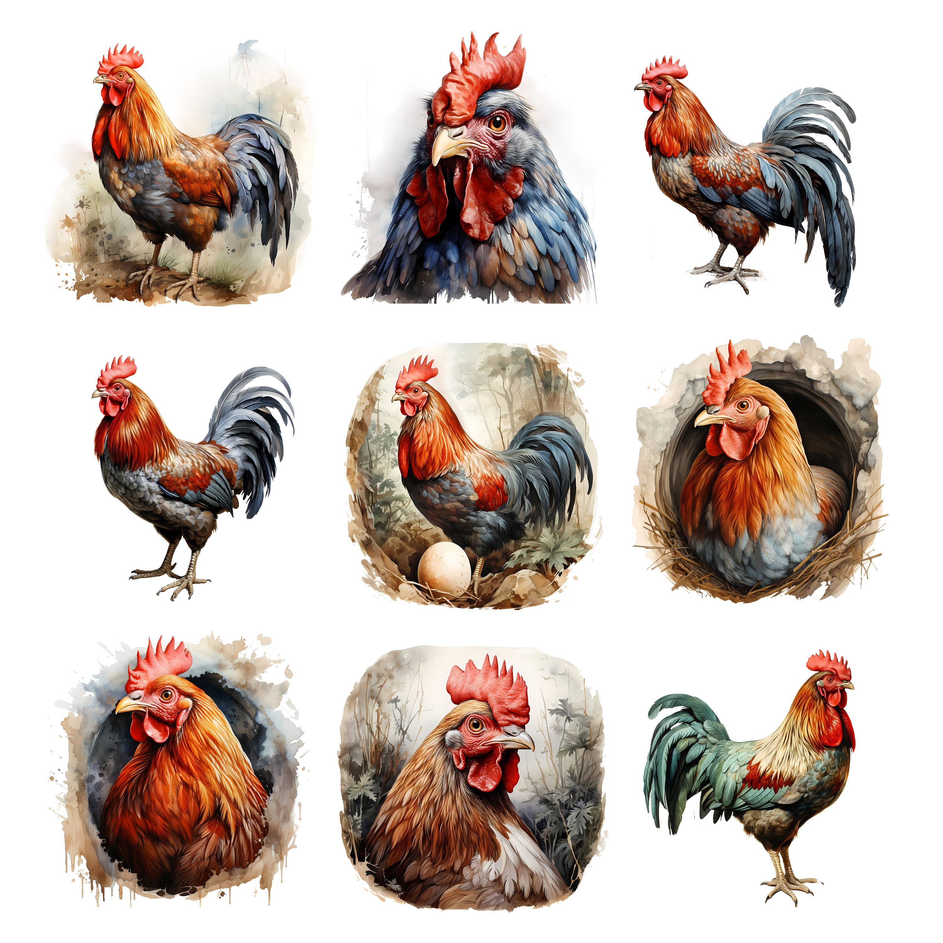 18 Chicken Clipart, Watercolor Chicken With Transparent Background PNG ...