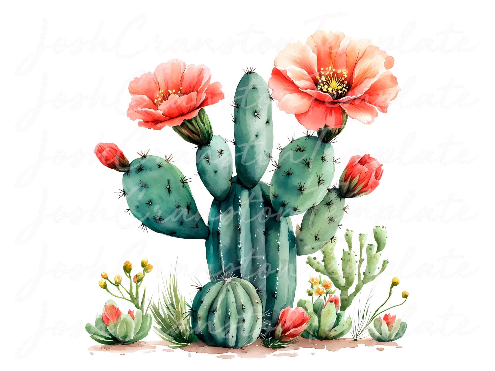 Watercolor Cactus Clipart Bundle: Blooming Cacti & Succulents (PNG ...
