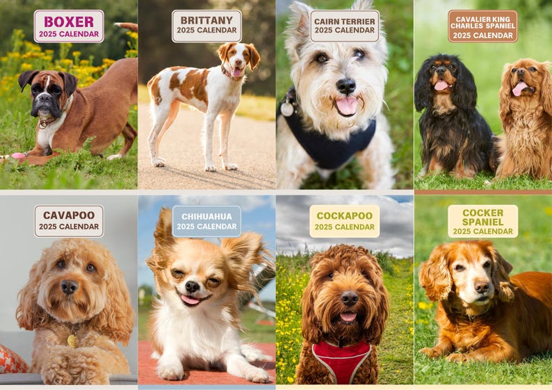 2025 Dog Calendars A4 Size (40 Dogs Breeds to Choose From) - Etsy