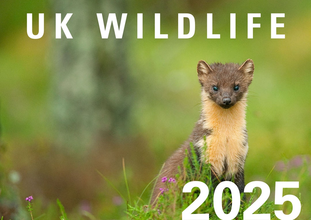 2025 UK Wildlife Calendar A4 Size - Etsy