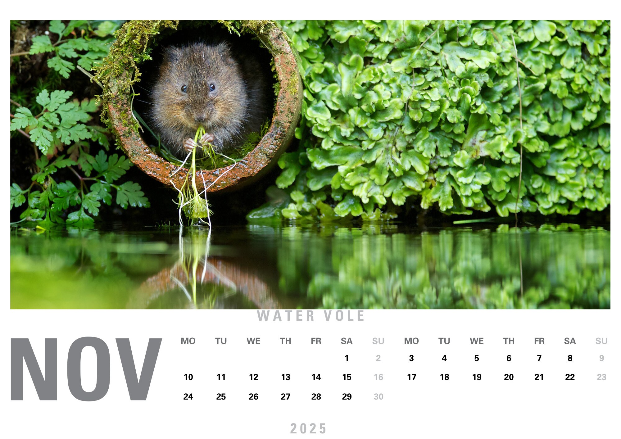 2025 UK Wildlife Calendar A4 Size - Etsy